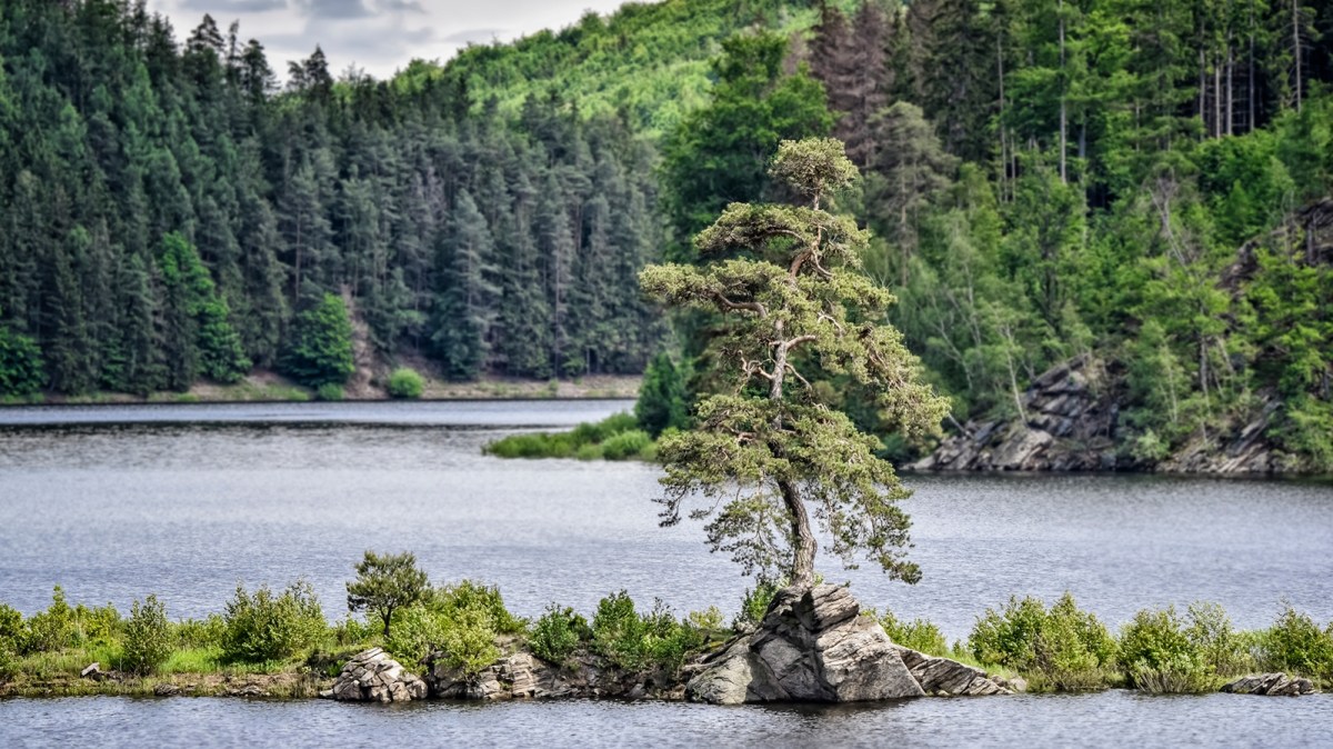 Czech Republic wins European Tree of the Year Award 2020 – Kafkadesk